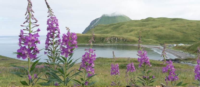 Aleut Region - Aleut Corporation